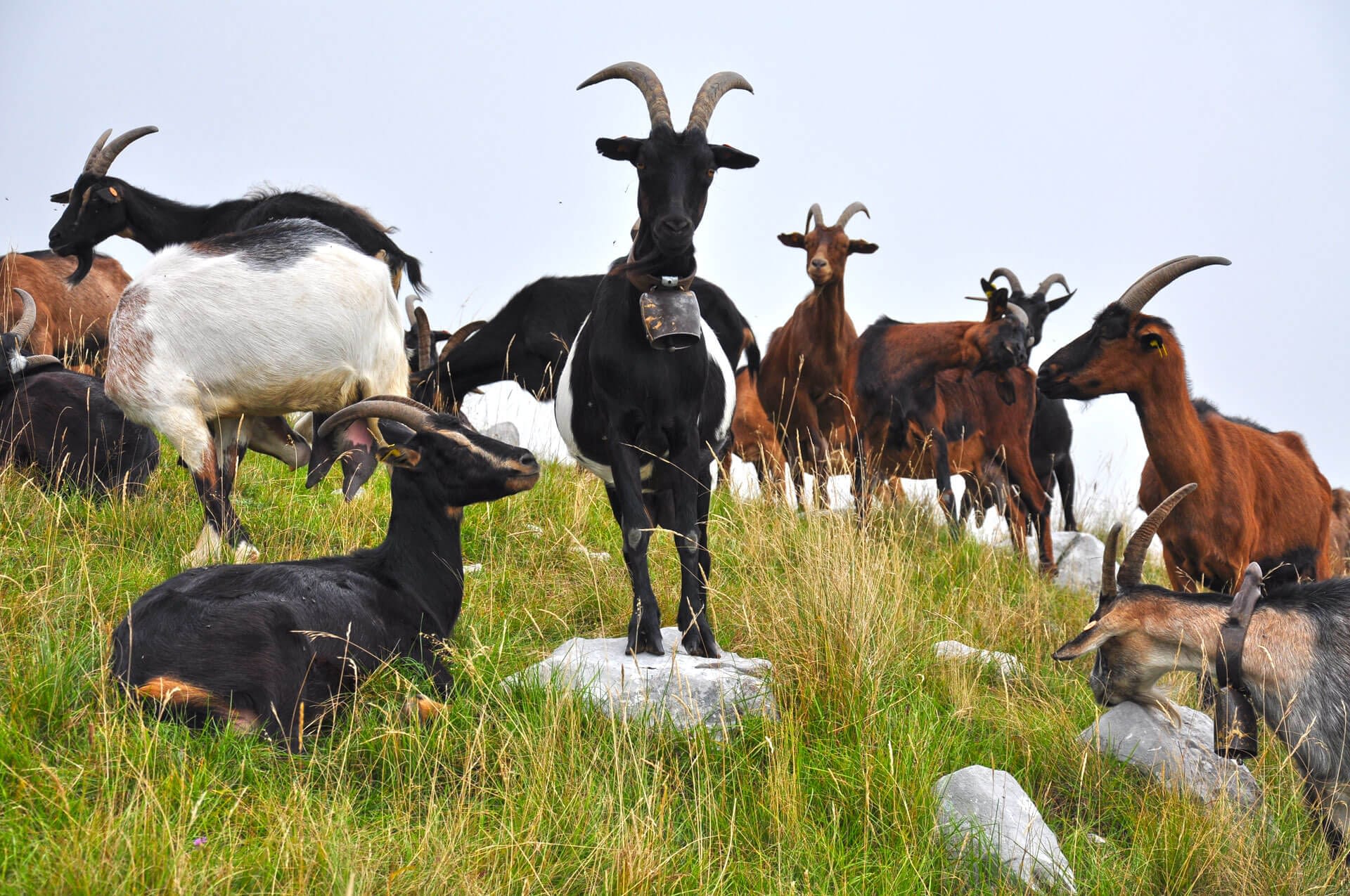 Drežniška koza – Drežnica